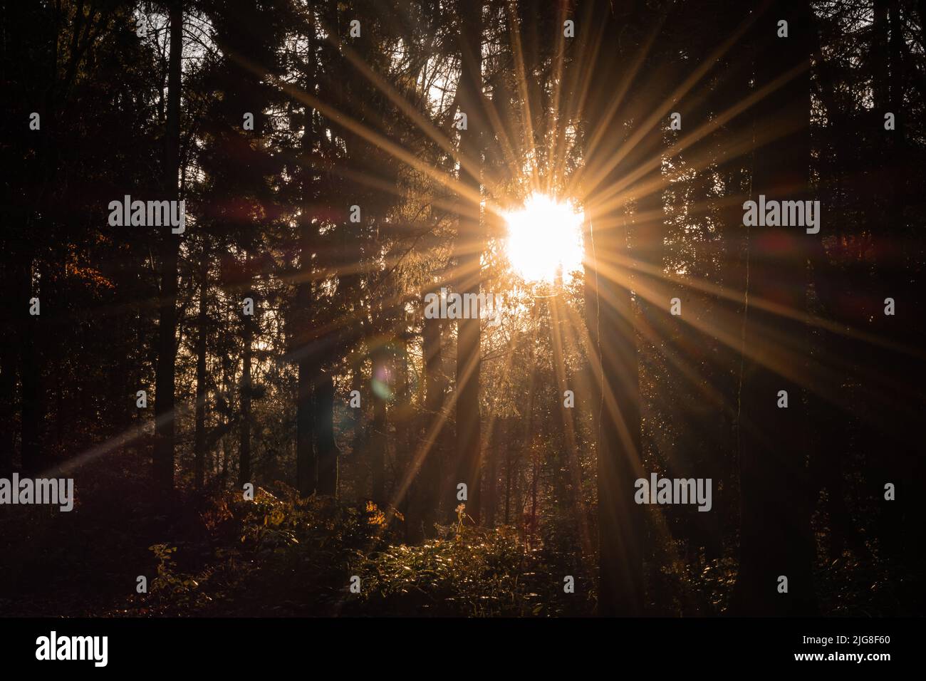 The sun shining through trees in a dark autumn forest Stock Photo - Alamy