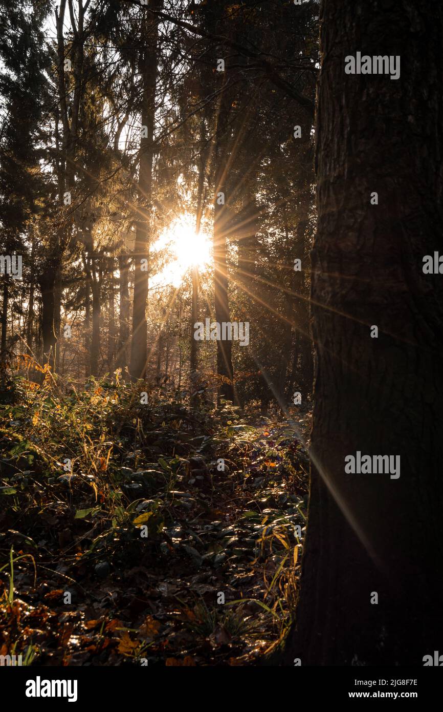A vertical shot of the sun shining through trees in a dark autumn ...