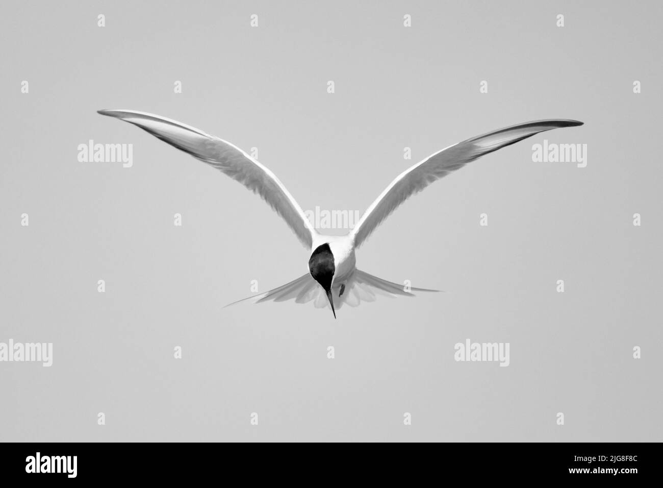 Terns of europe Black and White Stock Photos & Images - Alamy