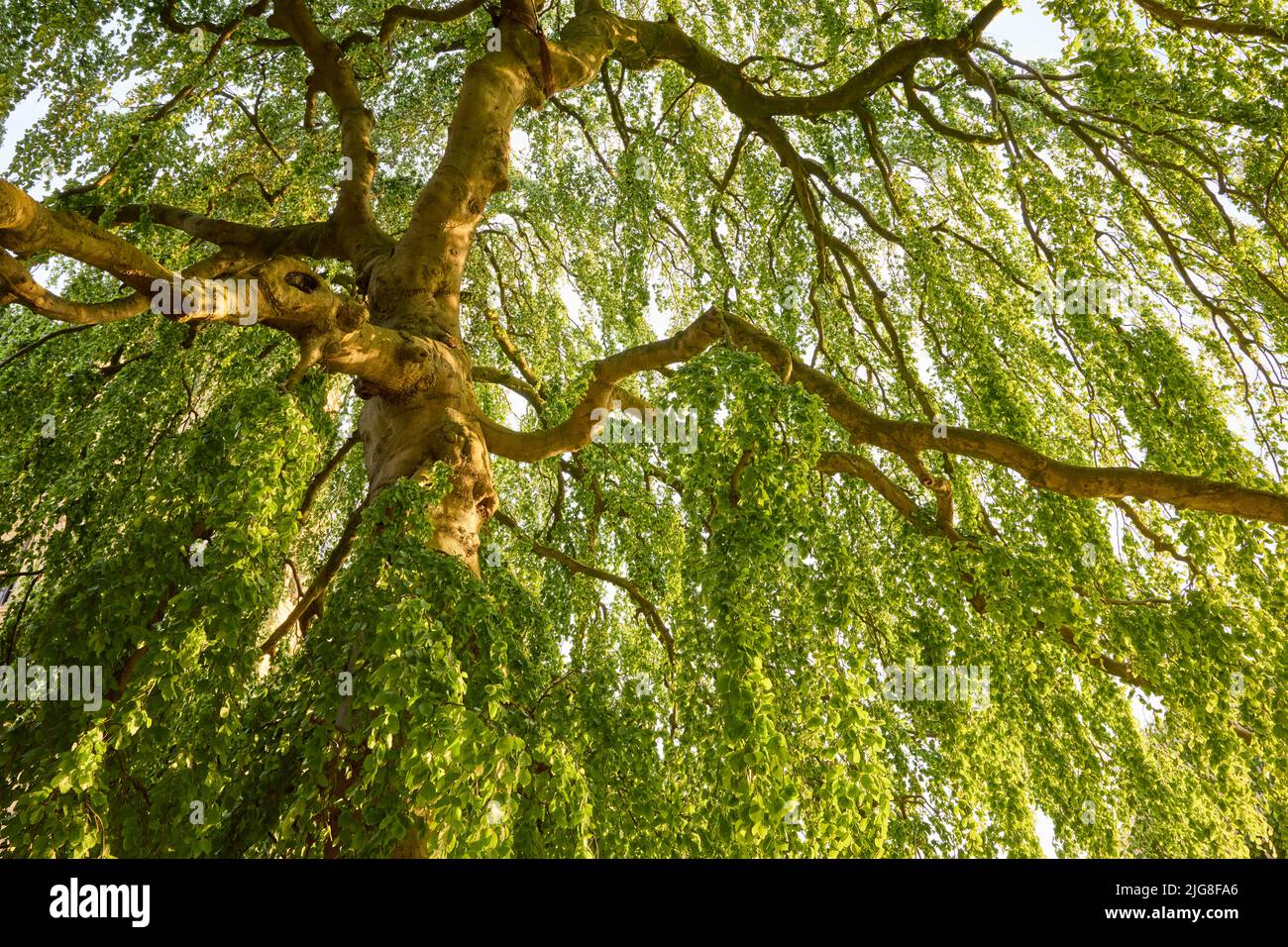 Beech, trunk, hanging beech Stock Photo - Alamy