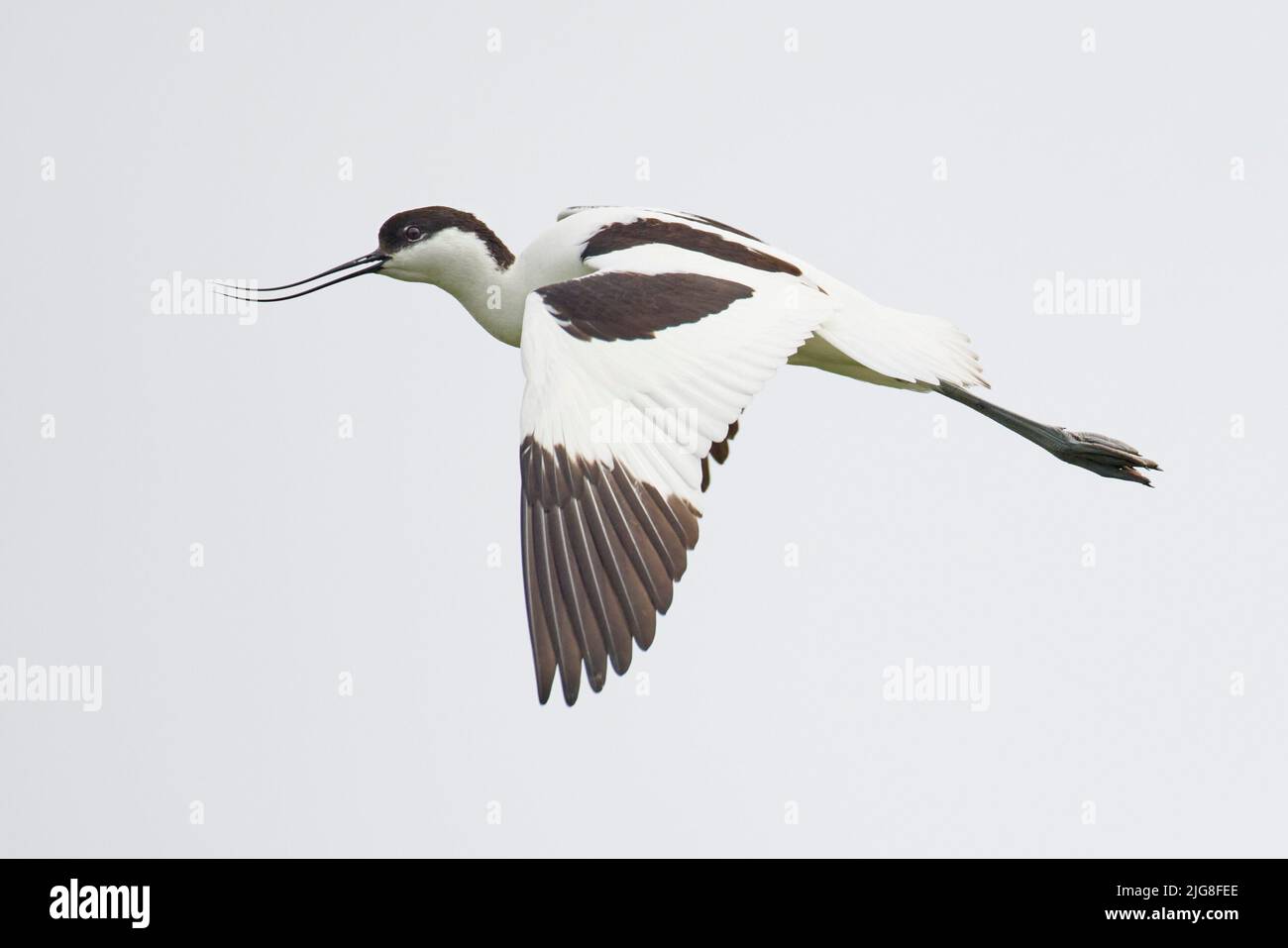 Native shorebirds of europe hi-res stock photography and images - Alamy