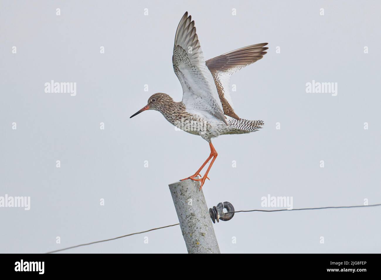Redshank, Tringa totanus Stock Photo - Alamy
