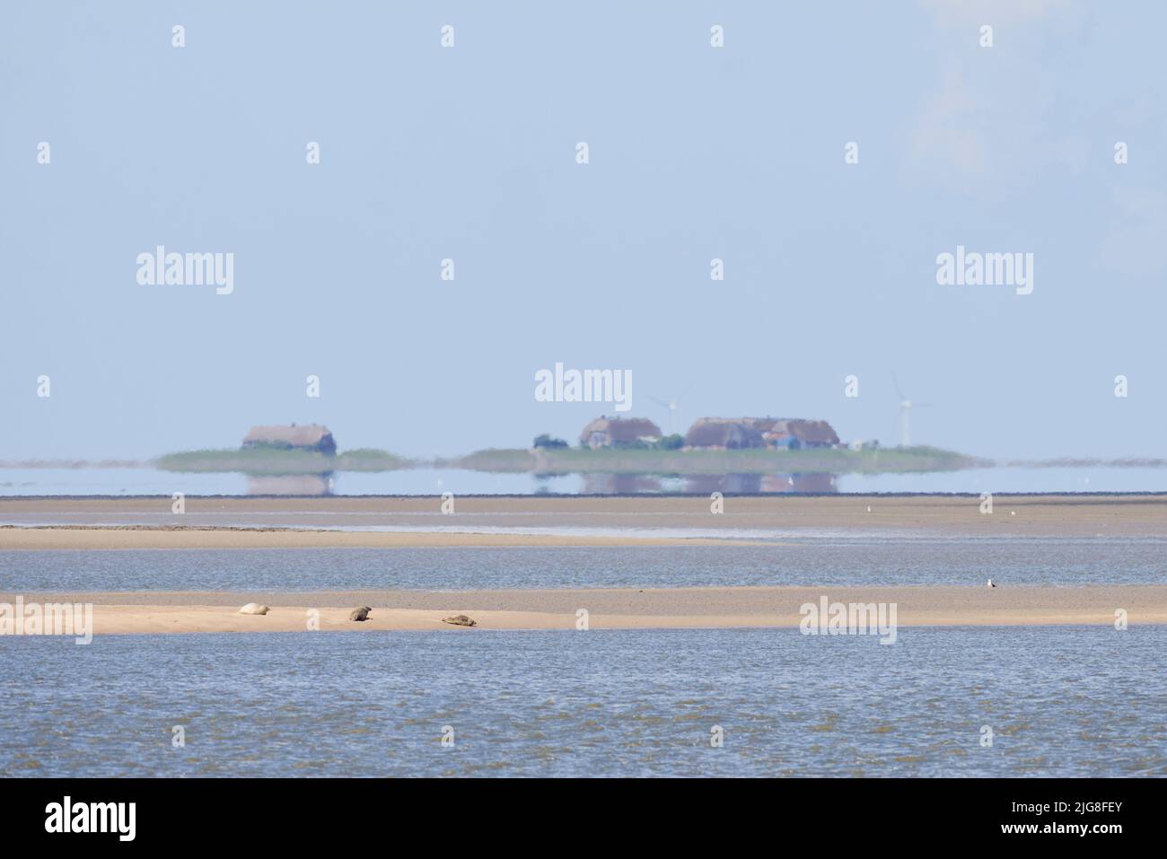 Europe, Germany, Schleswig-Holstein, Halligen, sandbank, Wadden Sea ...
