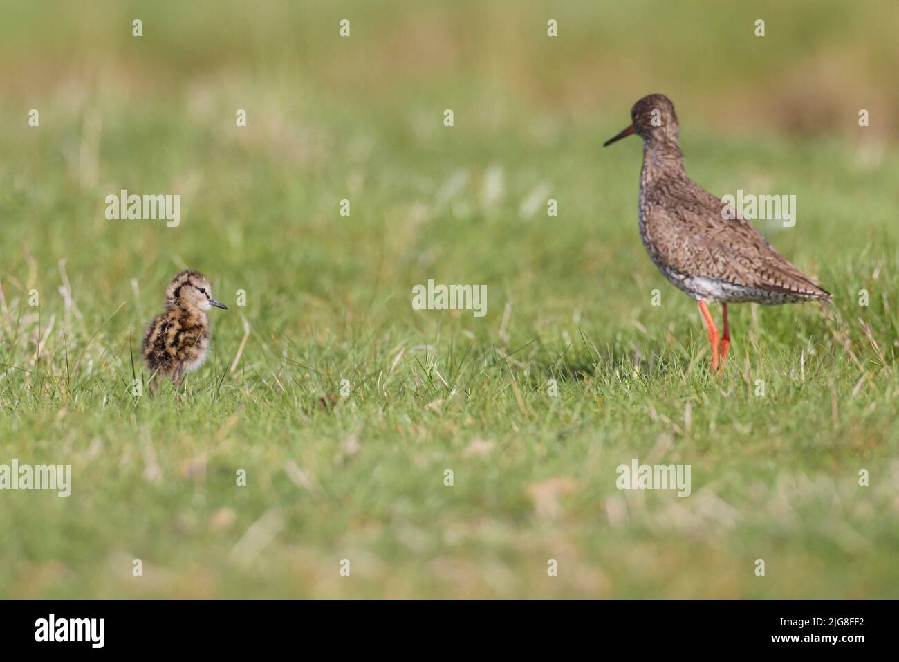 Redshank, Tringa totanus, chick, parent bird Stock Photo - Alamy