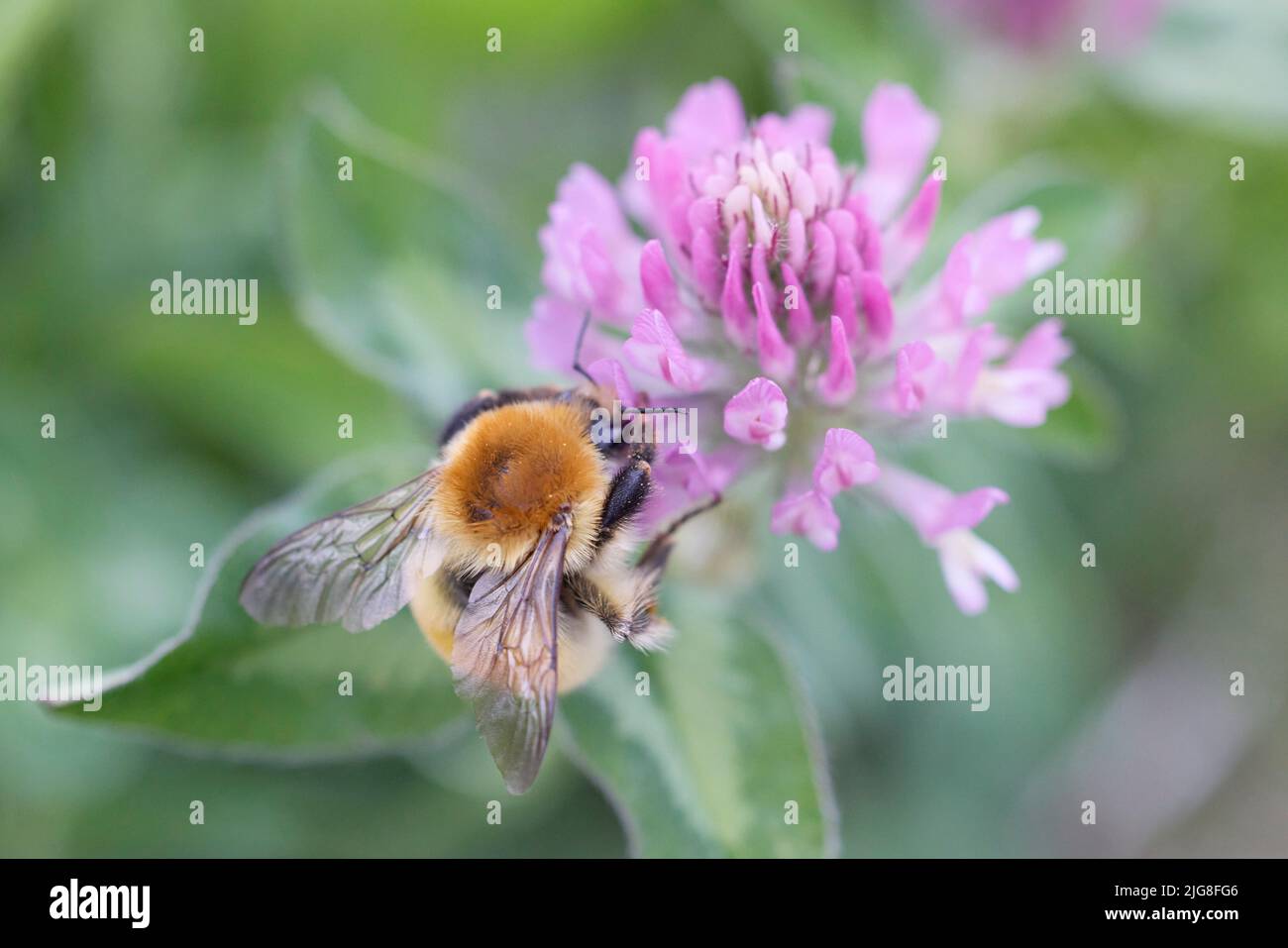 Moss carder bumblebee hi-res stock photography and images - Alamy