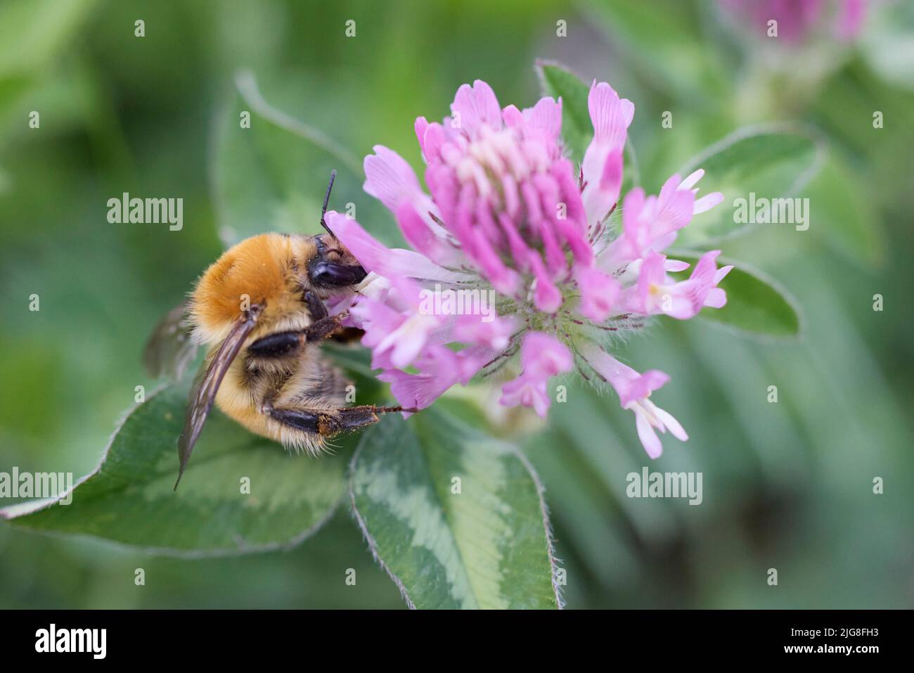 Bumblebee, moss bumblebee, Bombus muscorum Stock Photo - Alamy