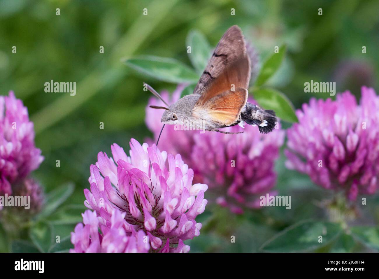 hummingbird hawk moth, Macroglossum stellatarum Stock Photo - Alamy