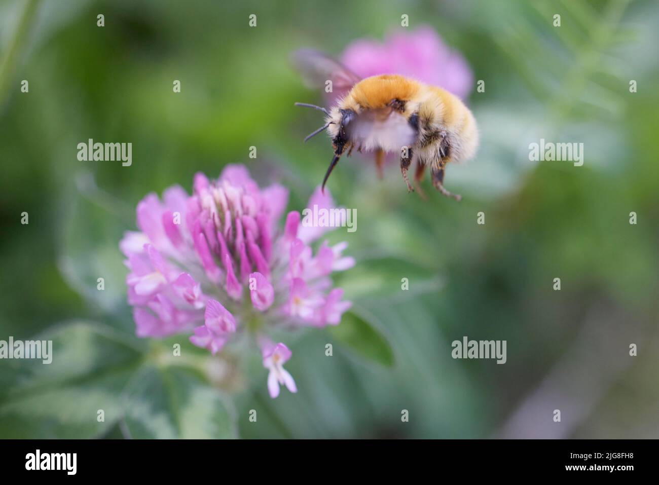 Bumblebee, moss bumblebee, Bombus muscorum Stock Photo - Alamy