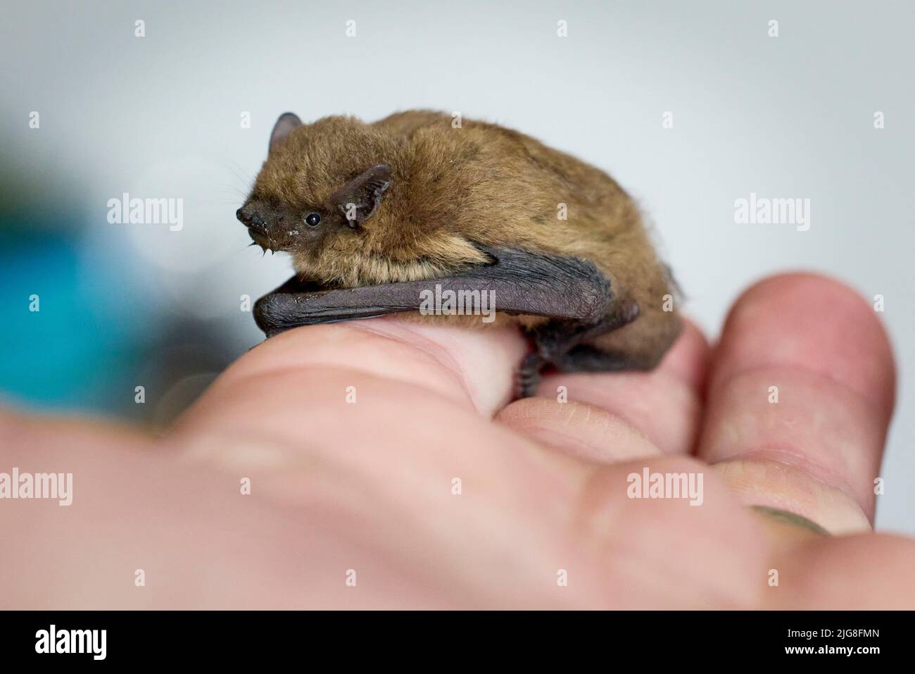 Mosquito bat hi-res stock photography and images - Alamy