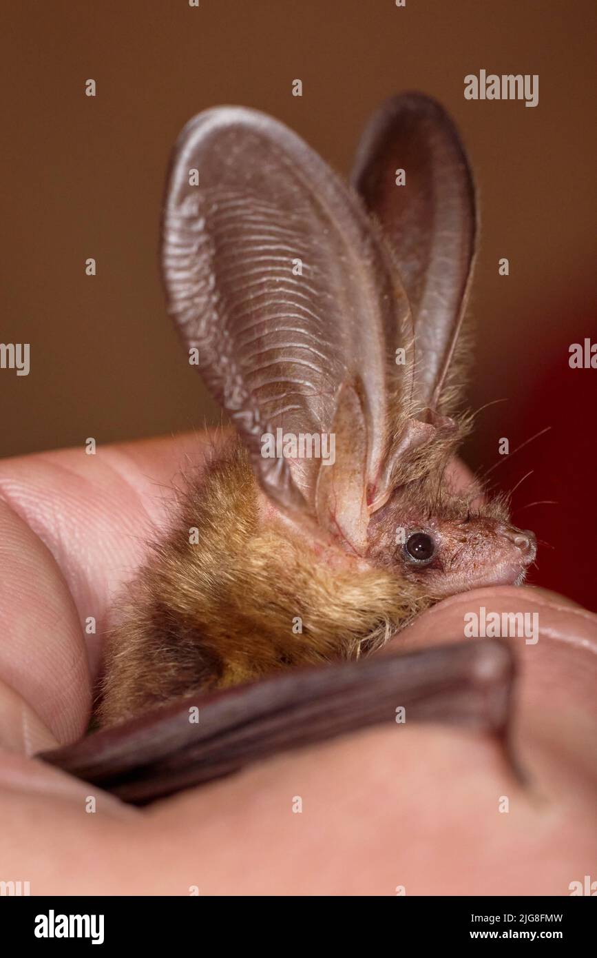 Bats with big ears hi-res stock photography and images - Alamy