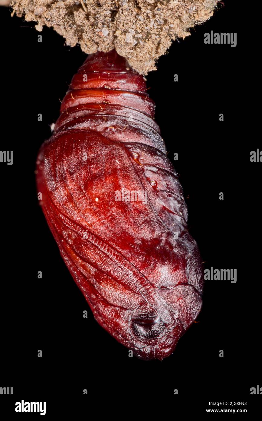 Indigenous insect hi-res stock photography and images - Alamy