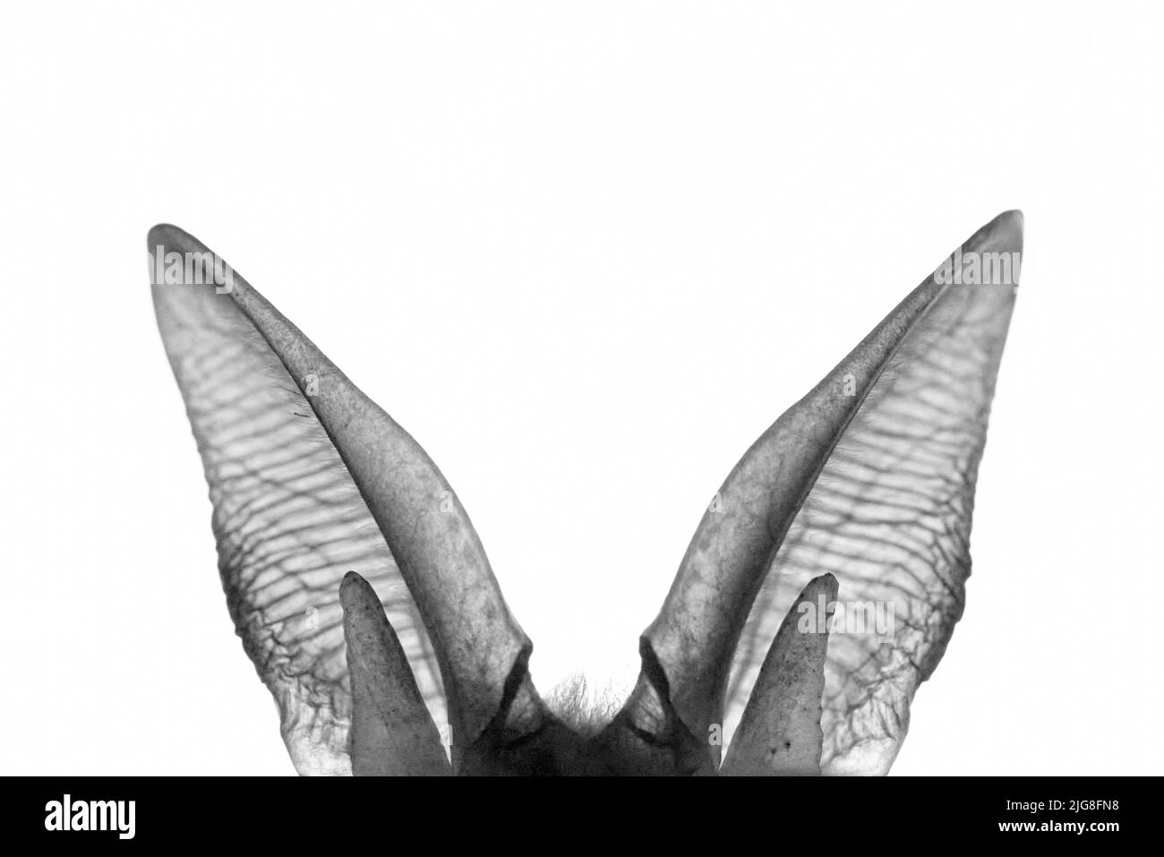 Common big eared bat hi-res stock photography and images - Alamy