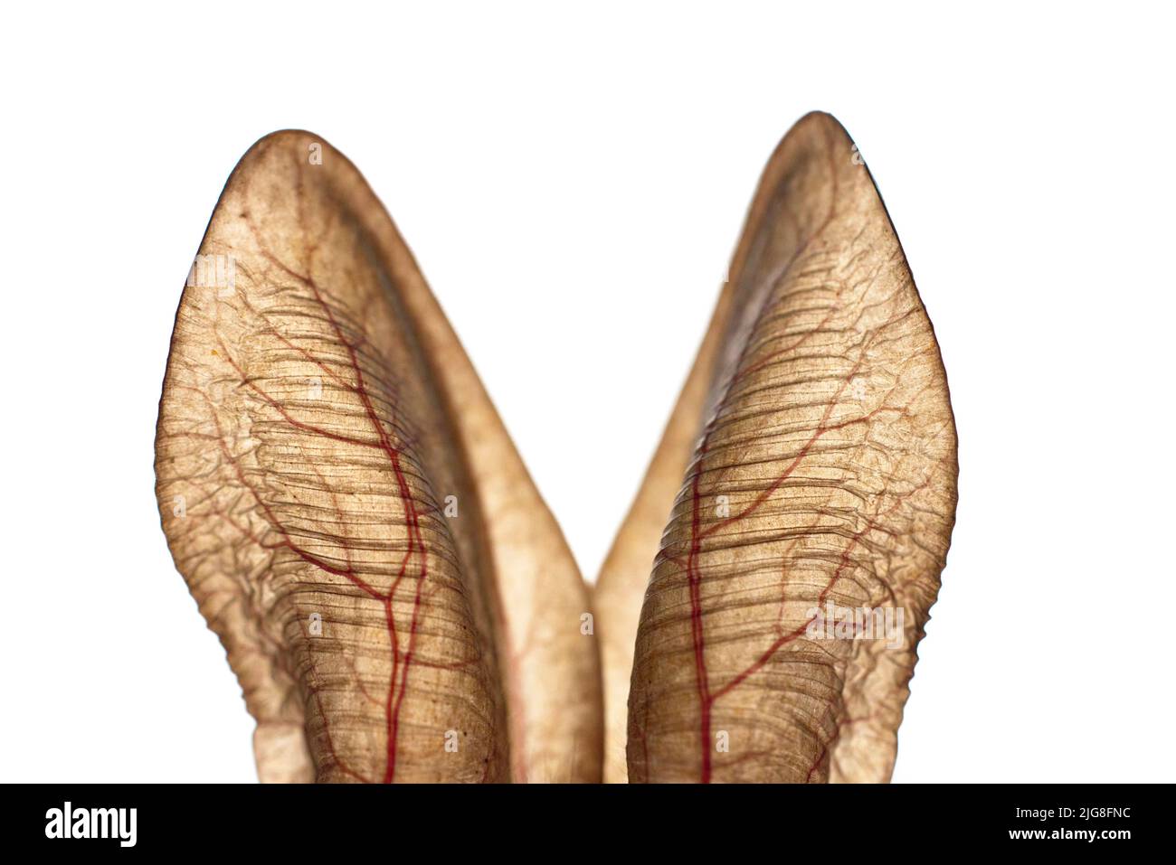 Common big eared bat hi-res stock photography and images - Alamy