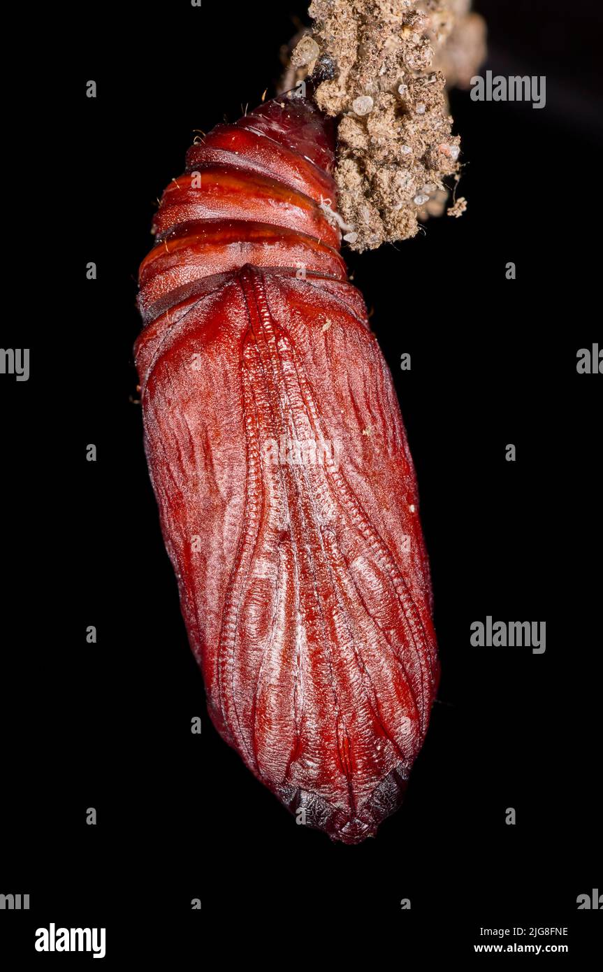 Indigenous insect hi-res stock photography and images - Alamy