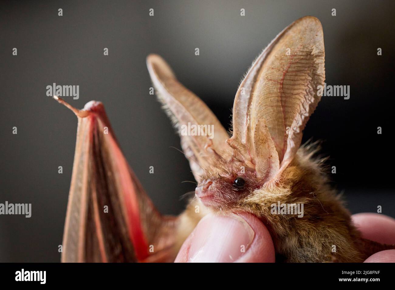 Big eared bat hi-res stock photography and images - Alamy