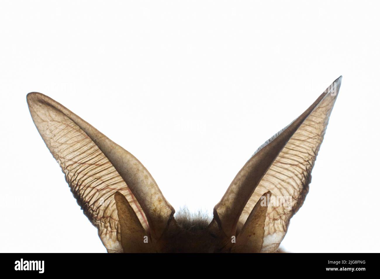 Common big eared bat hi-res stock photography and images - Alamy
