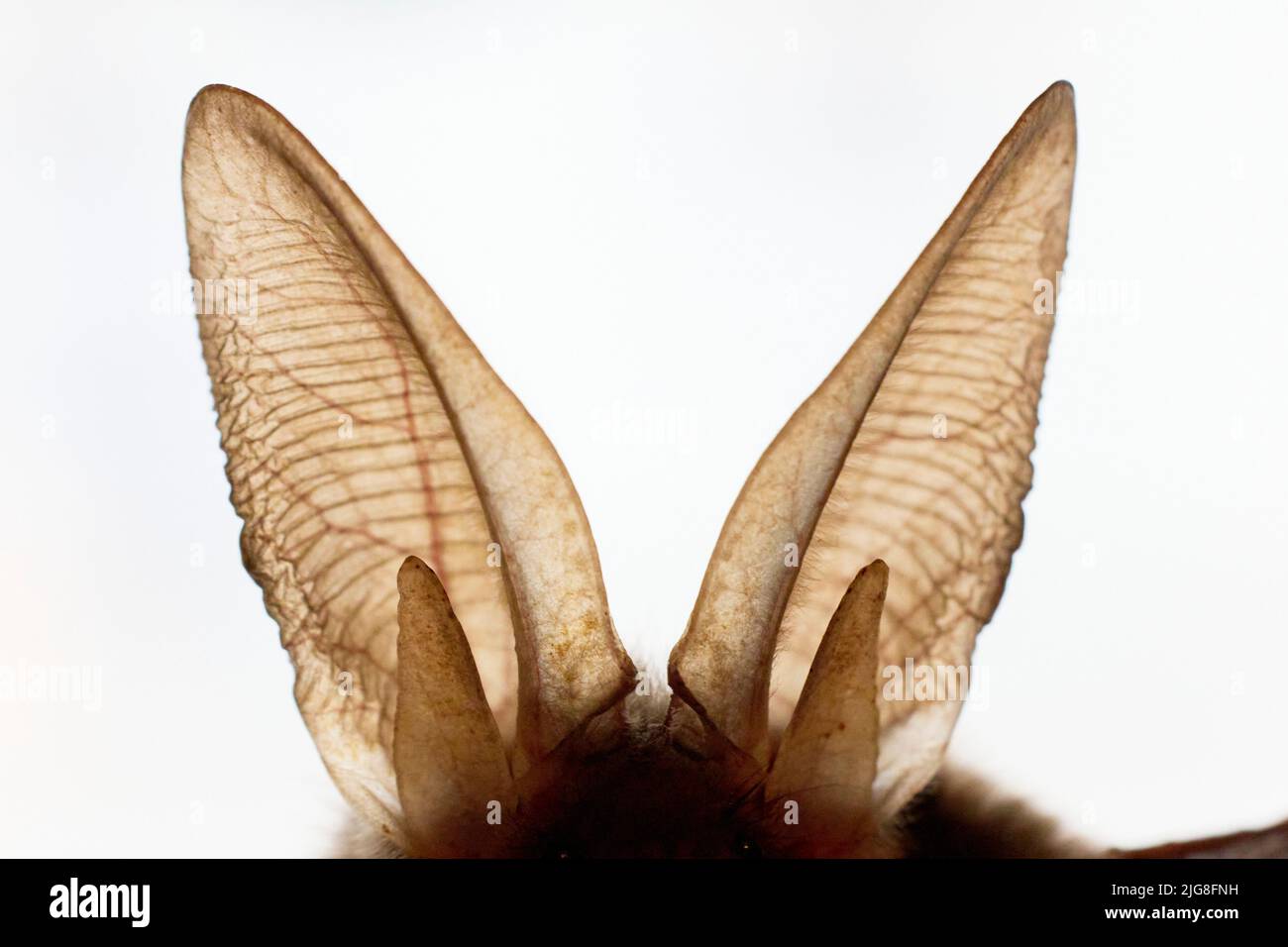 Bats with big ears hi-res stock photography and images - Alamy