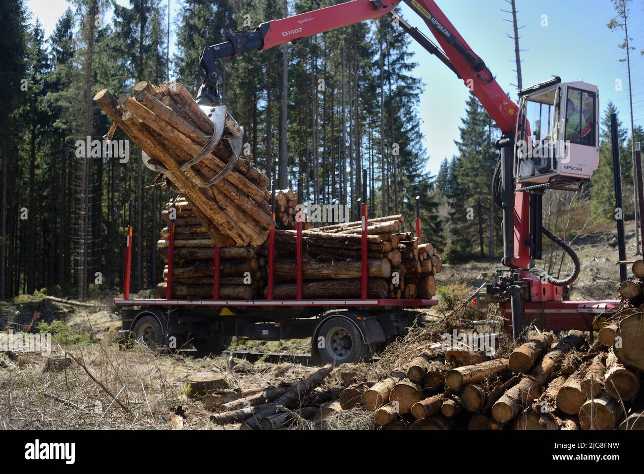 Removal of felled timber (bark beetle infestation Stock Photo - Alamy