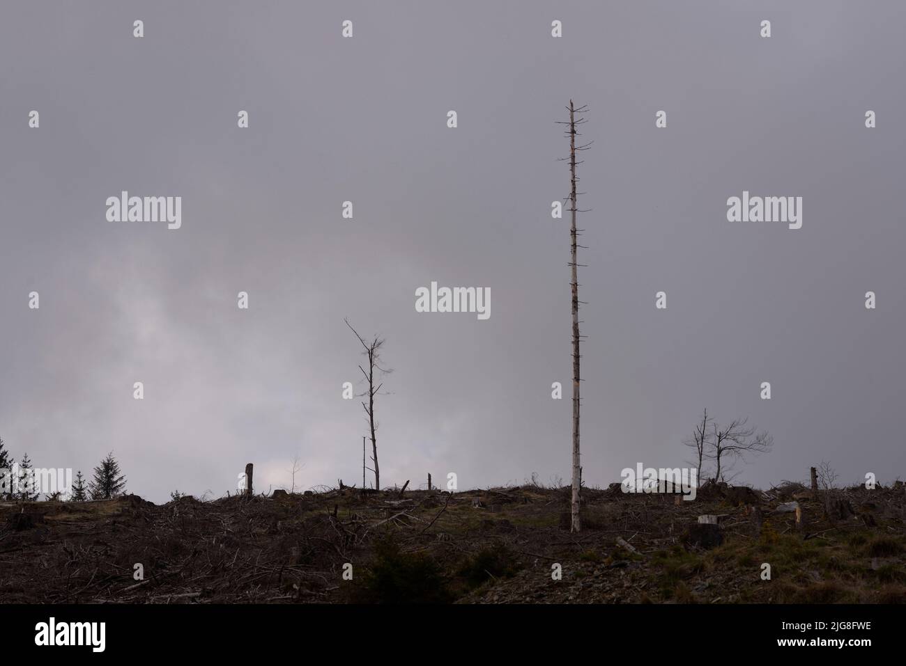 clear cut mountain after bark beetle infestation in Thuringian forest ...