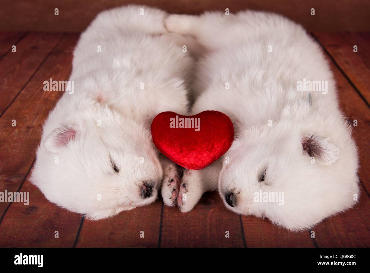 Heart two dogs hi-res stock photography and images - Alamy