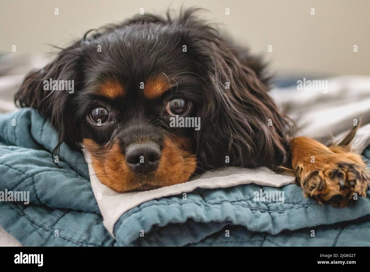 Cavalier King Charles Spaniel ready for bed Stock Photo - Alamy