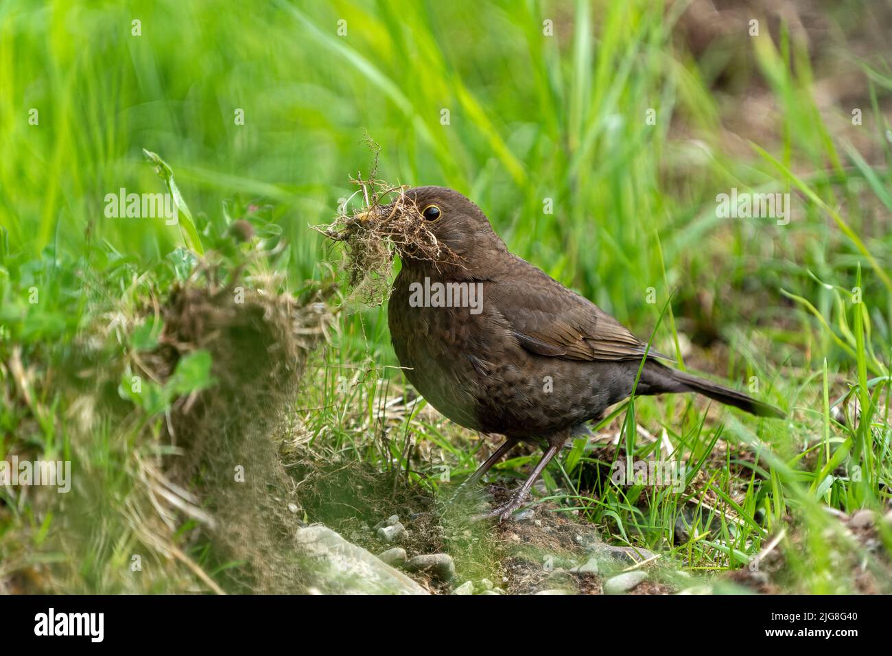 Blackbird collects nesting material Stock Photo - Alamy