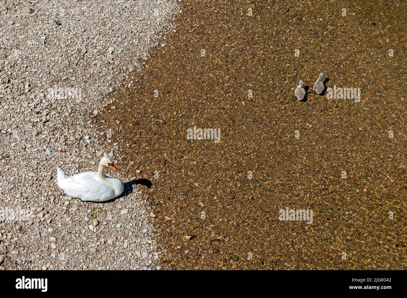 Downy duck hi-res stock photography and images - Alamy