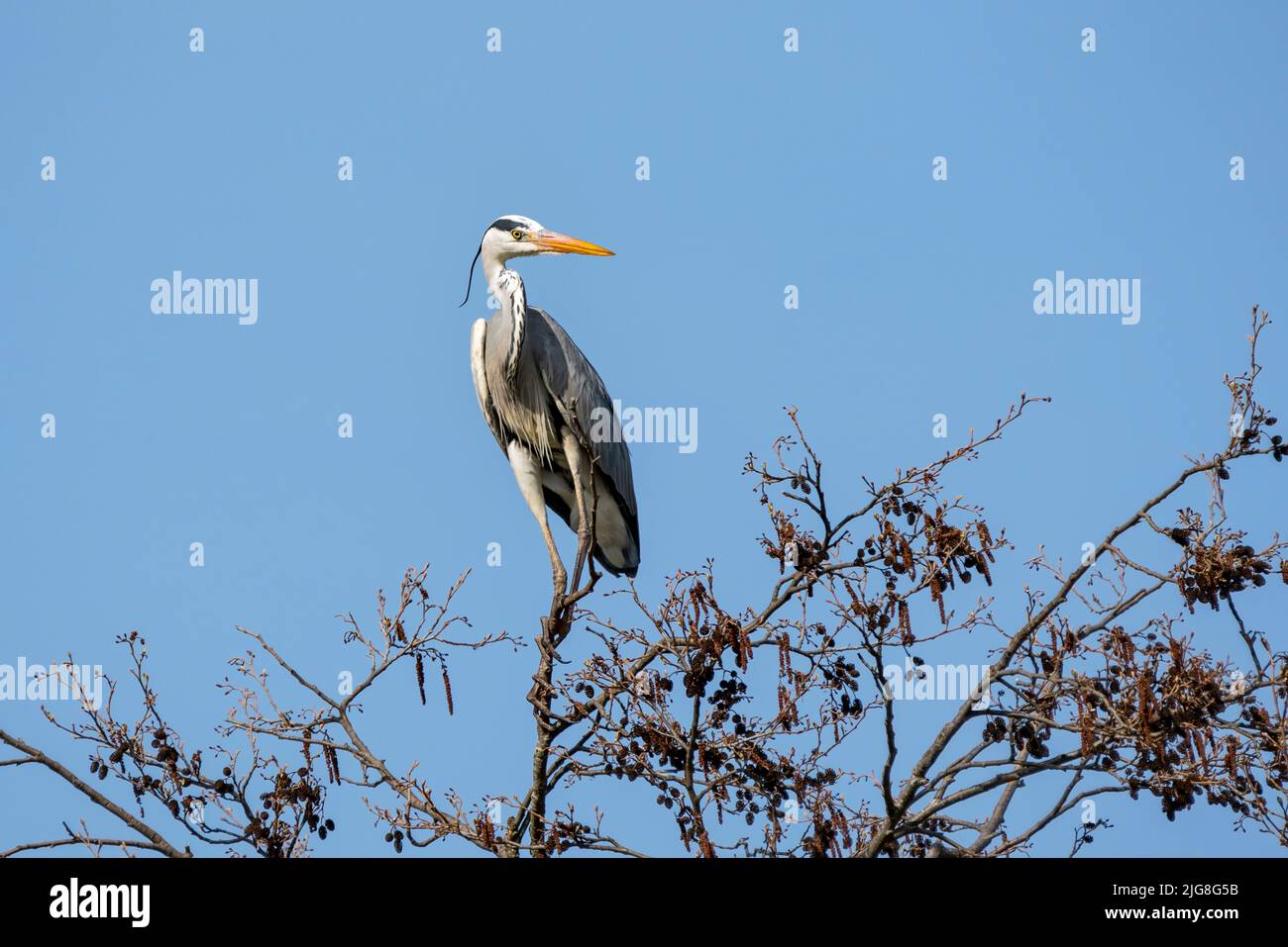 Grey heron on an alder tree Stock Photo - Alamy