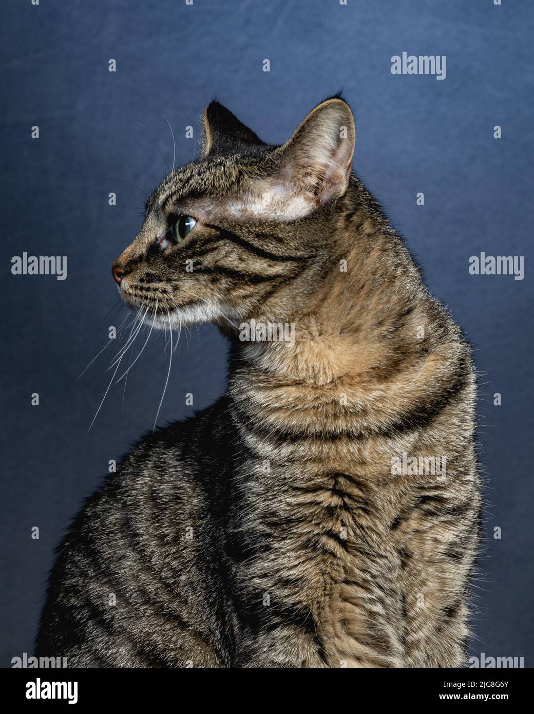 Curious Cat Studio Pet Portrait Stock Photo - Alamy