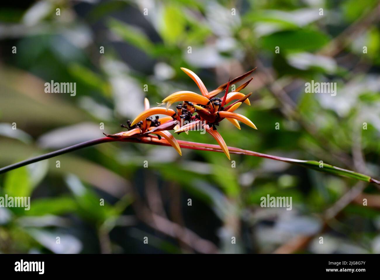 A selective focus shot of Phormium tenax, Amazonian jungle flower on ...