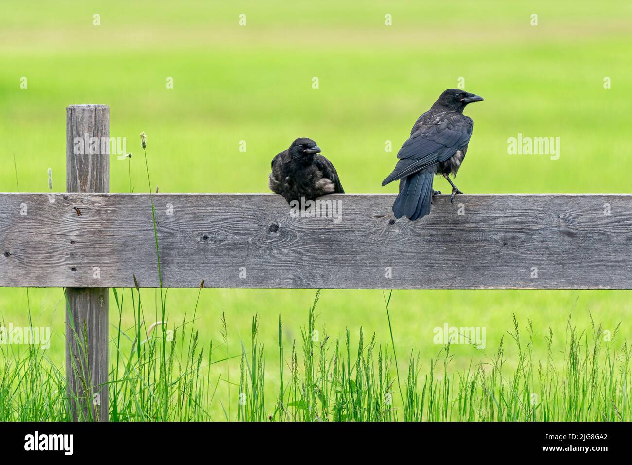 Two carrion crows sitting on a picket fence Stock Photo - Alamy