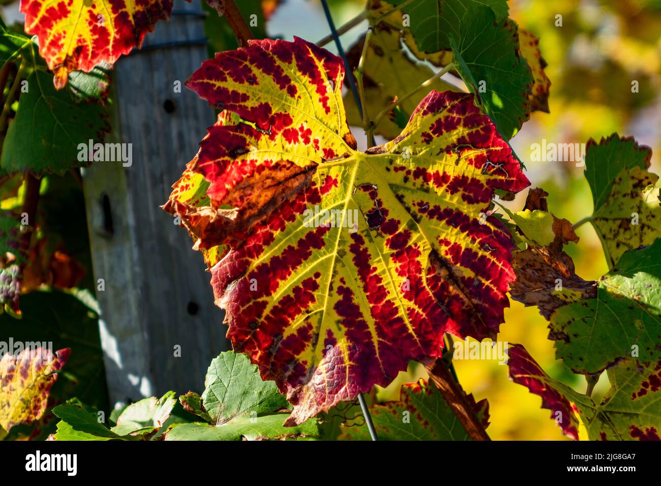 Close vine leaf hi-res stock photography and images - Alamy