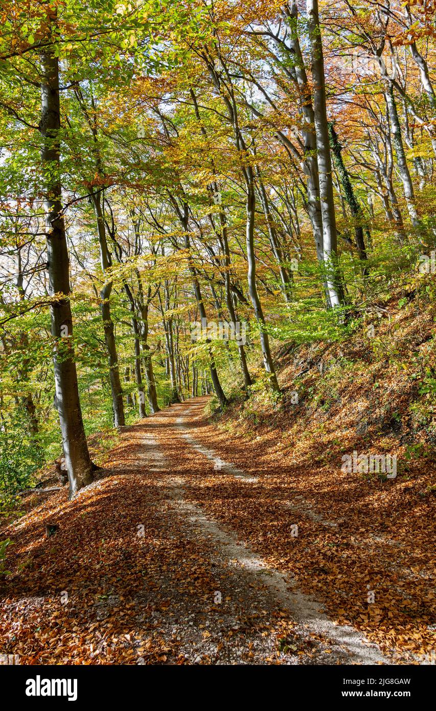 Gustav strohmfeld hi-res stock photography and images - Alamy