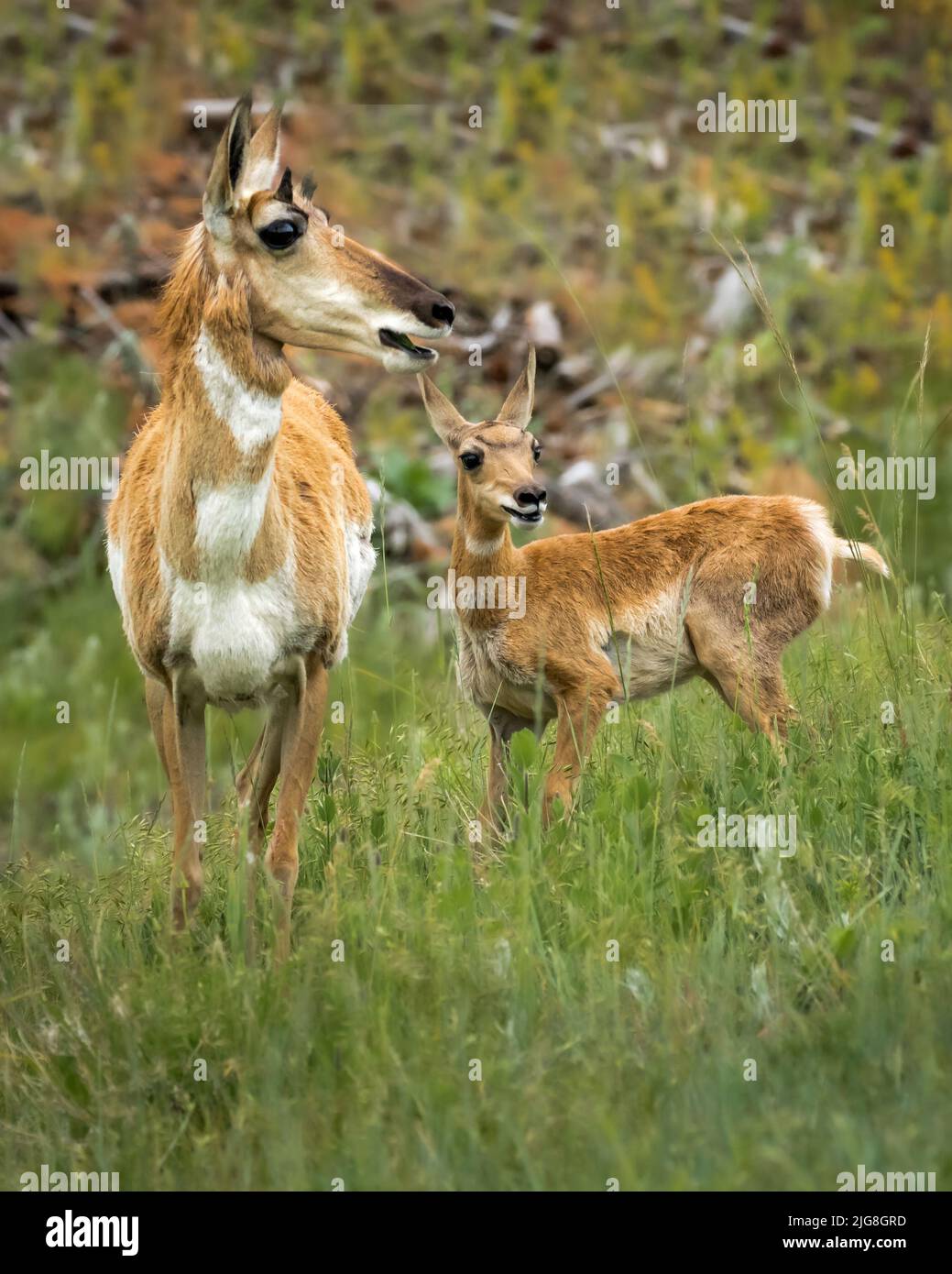 Pronghorn antelope doe hi-res stock photography and images - Alamy