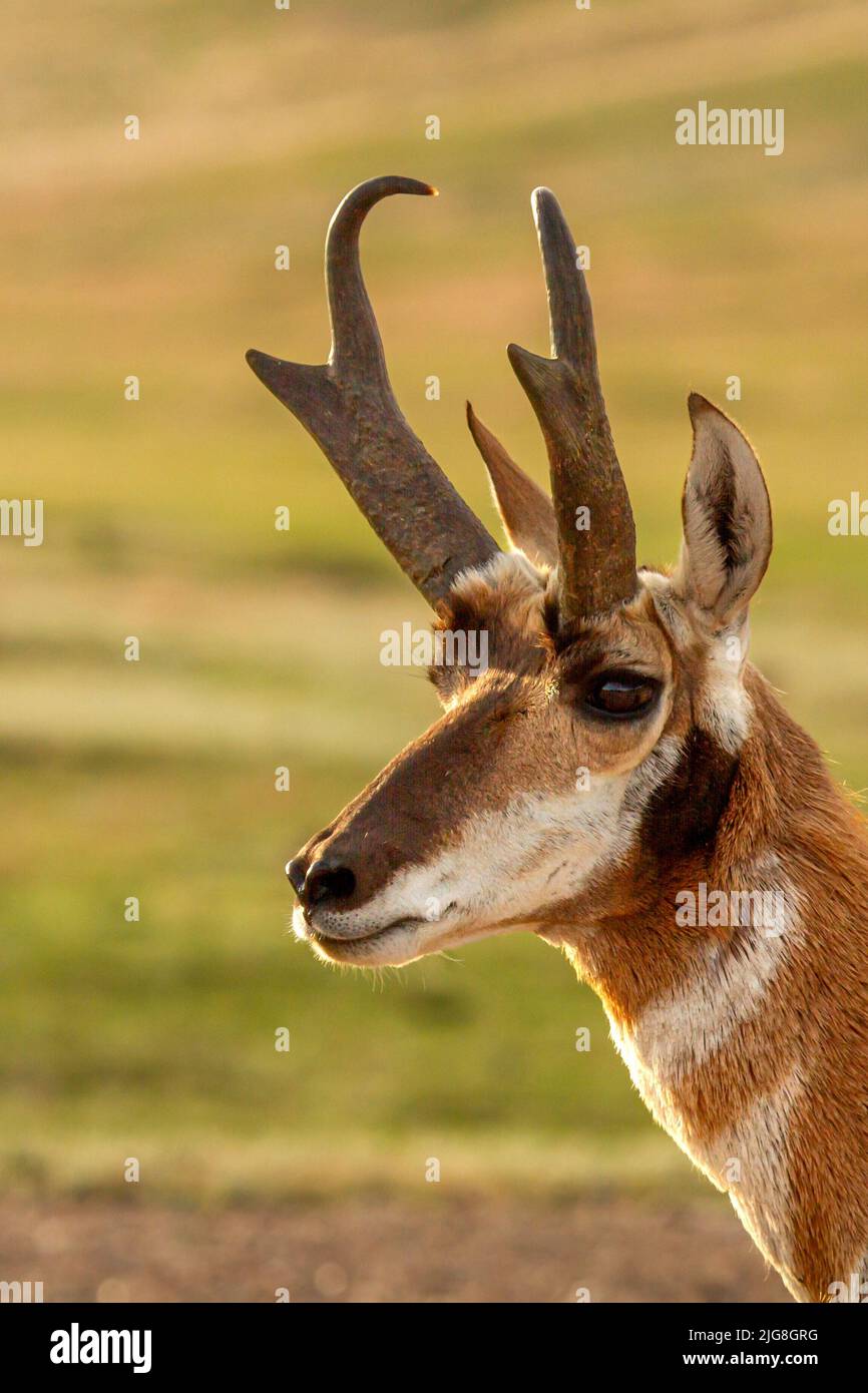 Pronghorn Buck Portrait Stock Photo - Alamy