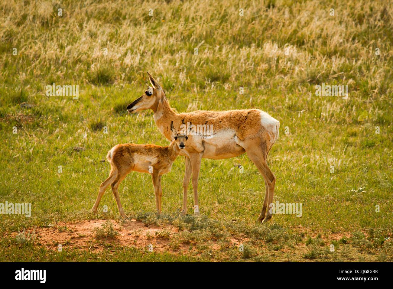Antelope family hi-res stock photography and images - Alamy