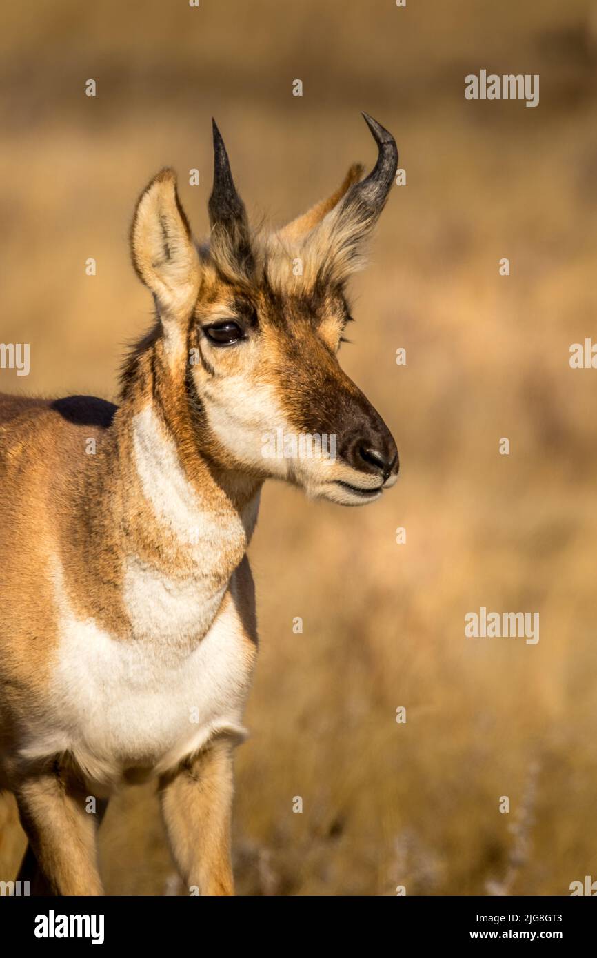 Pronghorn antelope young buck hi-res stock photography and images - Alamy