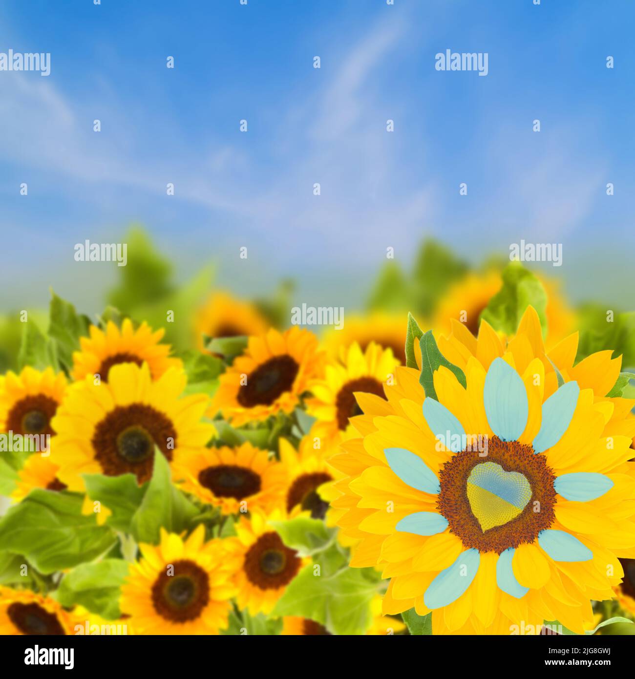 Sunflower stem support garden hi-res stock photography and images - Alamy