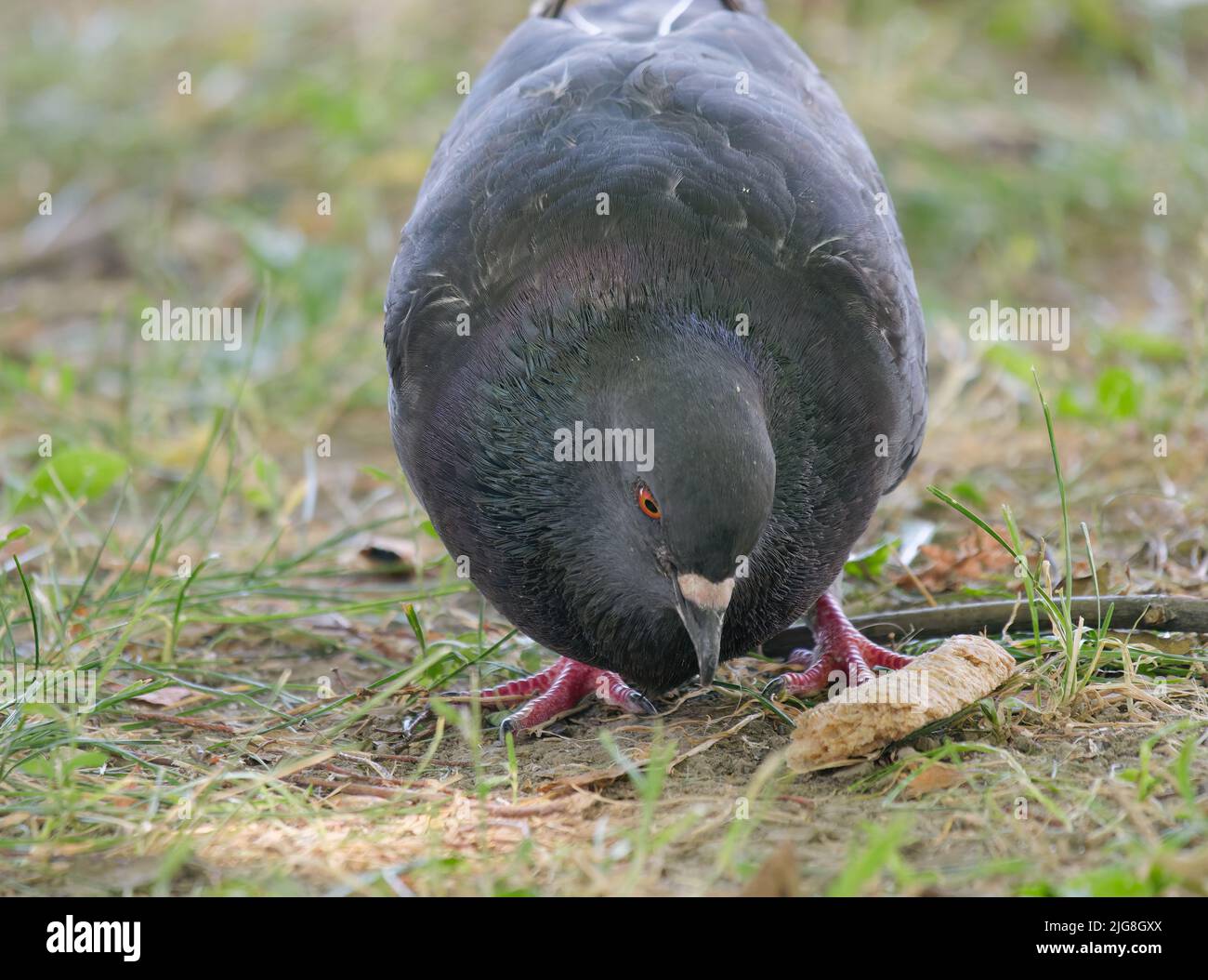 A closeup shot of a rock dove (Columba livia) on the grass Stock Photo ...