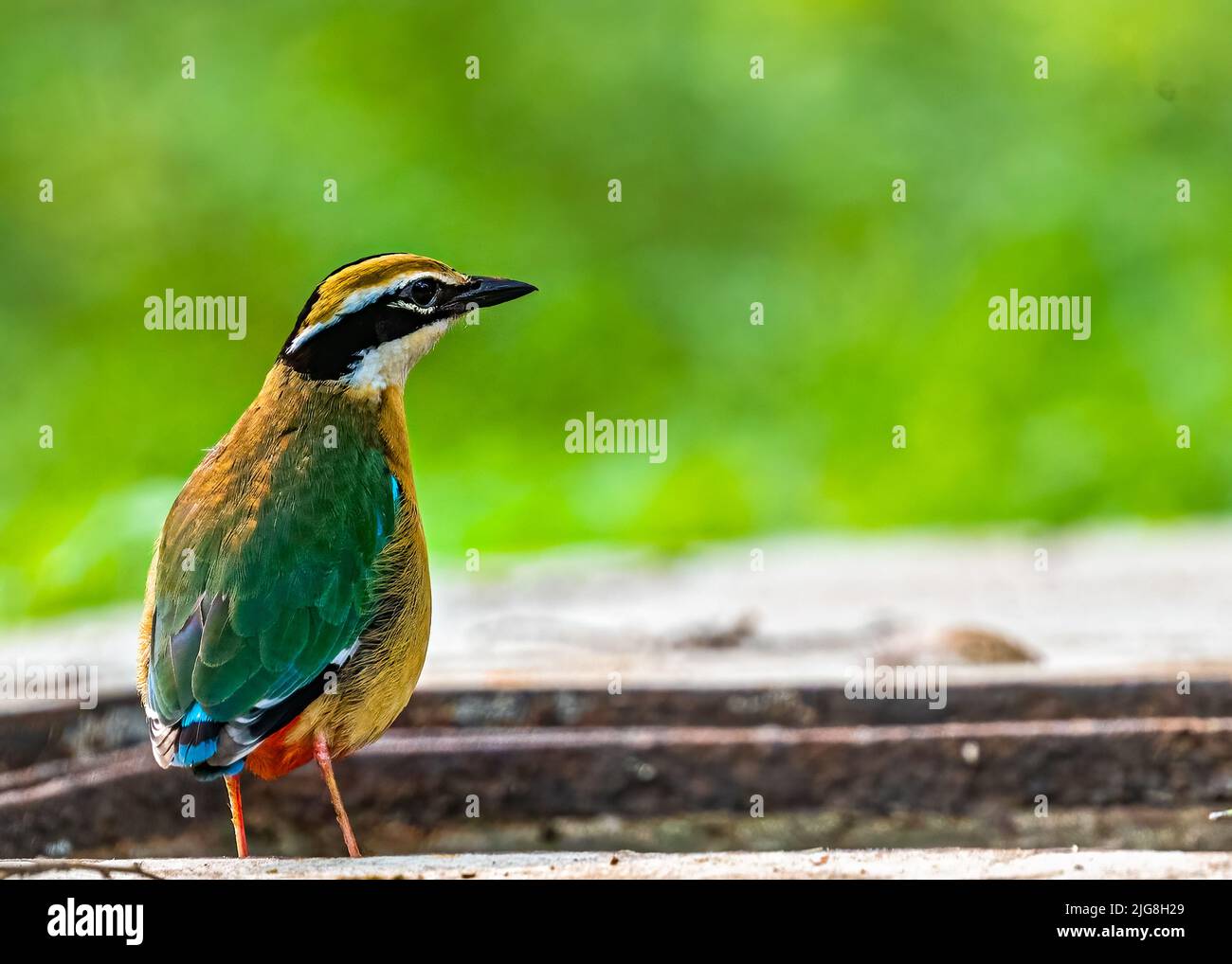 Indian Pitta on ground looking for food Stock Photo - Alamy