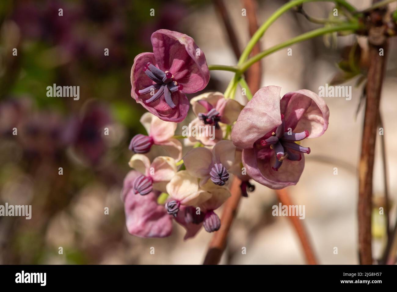 Close up of flowers on a chocolate vine (akebia quinata) plant Stock ...