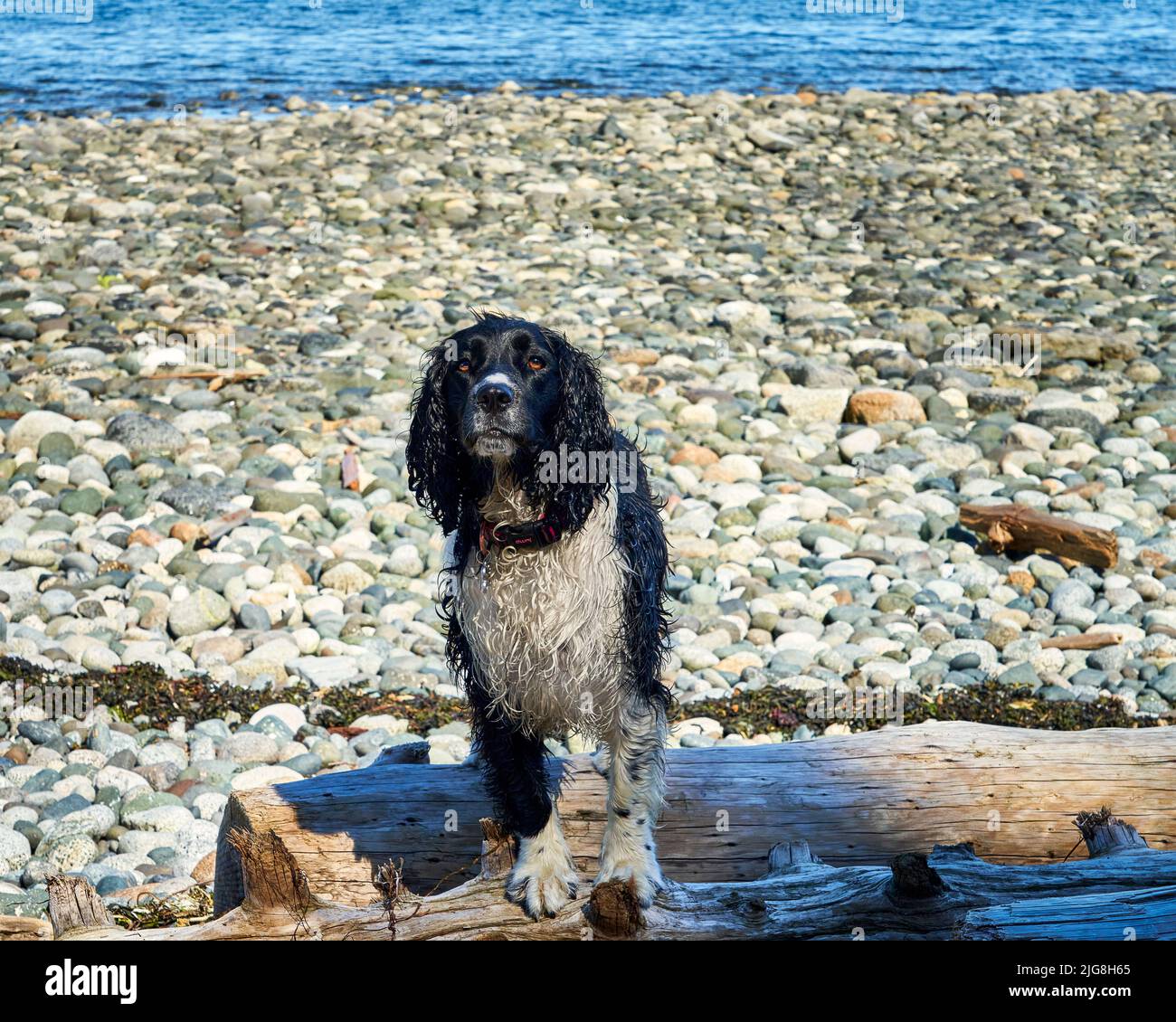A wet springer spaniel dog standing on a log at the ocean beach Stock ...