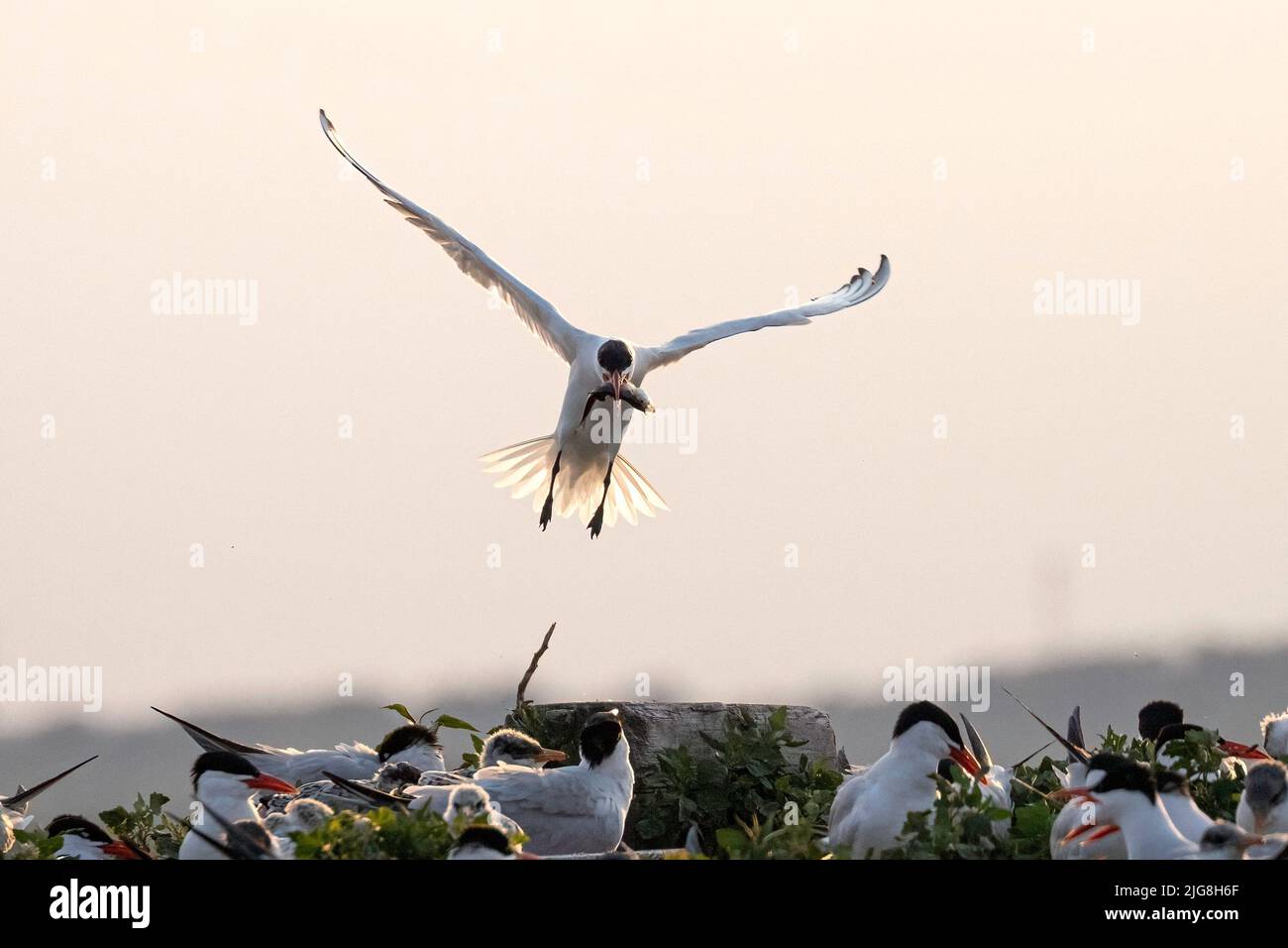 Selective focus shot of a common tern (Sterna hirundo) flying with a ...
