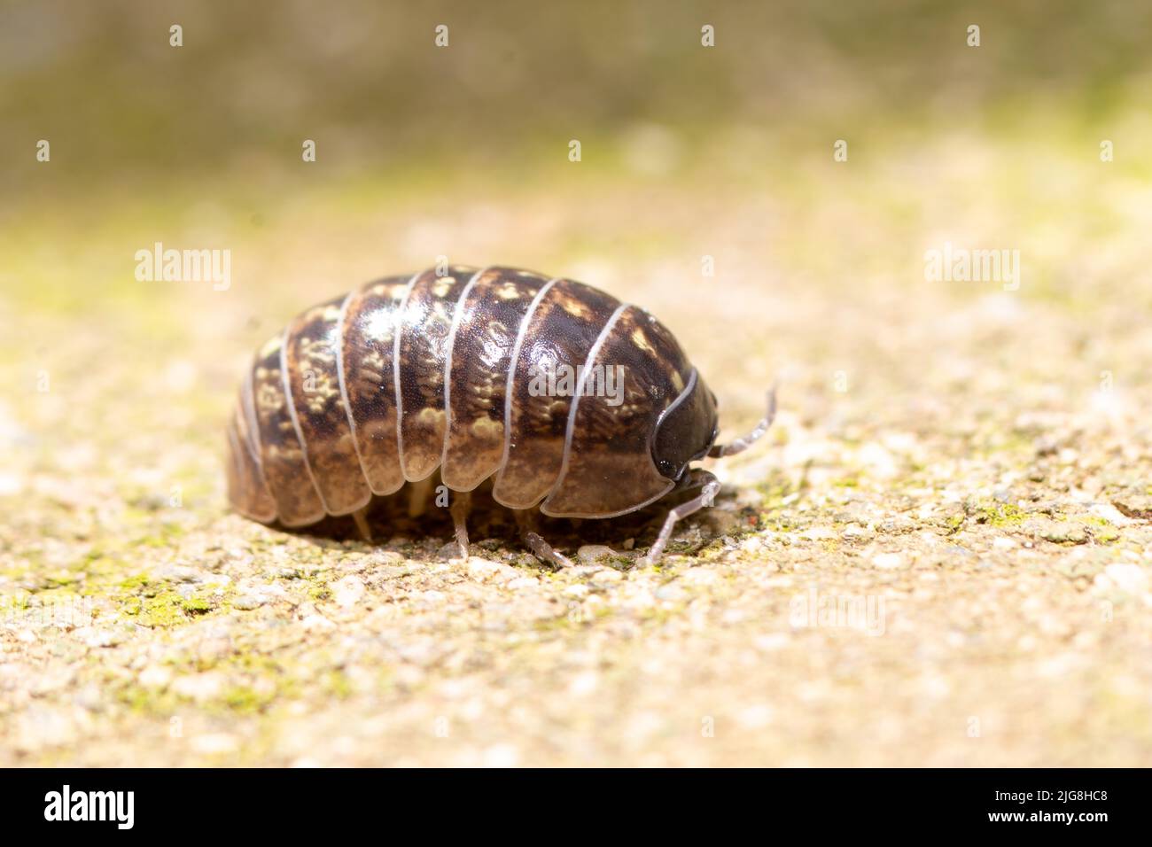 Terrestrial isopod crustacean hi-res stock photography and images - Alamy