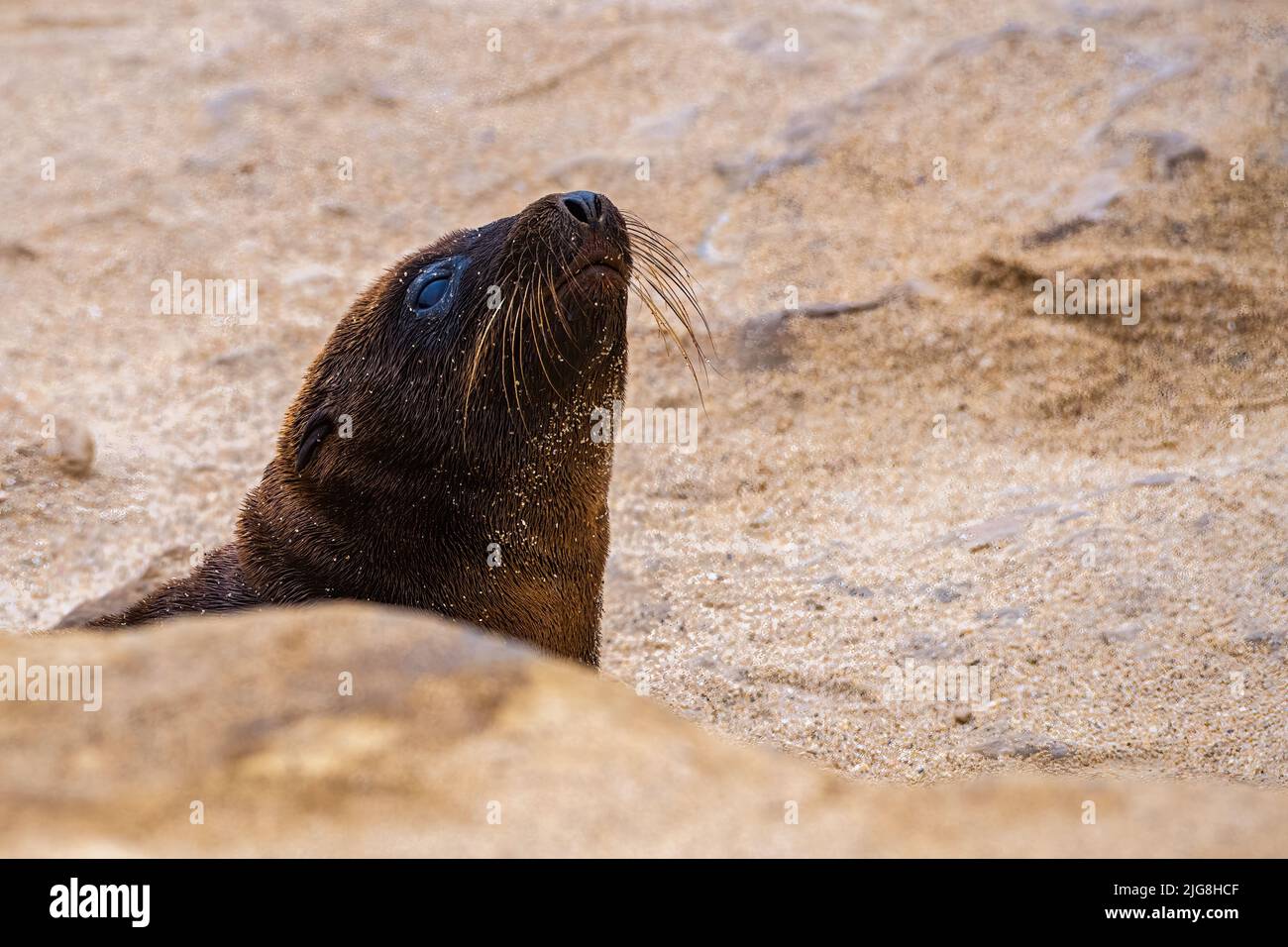 A single seal pup looking up from behind a rock near the ela Jolla cove ...