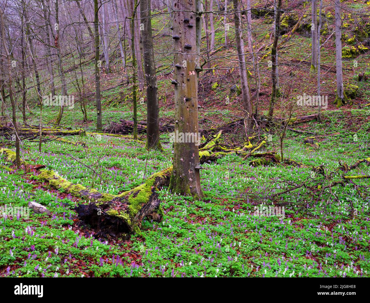 Europe, Germany, Hesse, Westerwald, Lahn-Dill-Bergland, Geopark ...