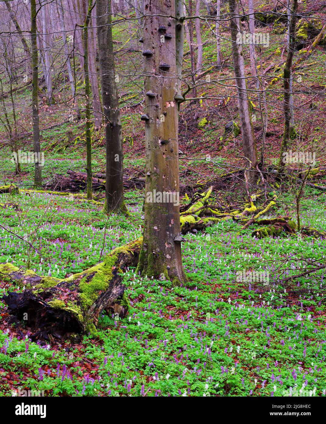 Europe, Germany, Hesse, Westerwald, Lahn-Dill-Bergland, Geopark ...