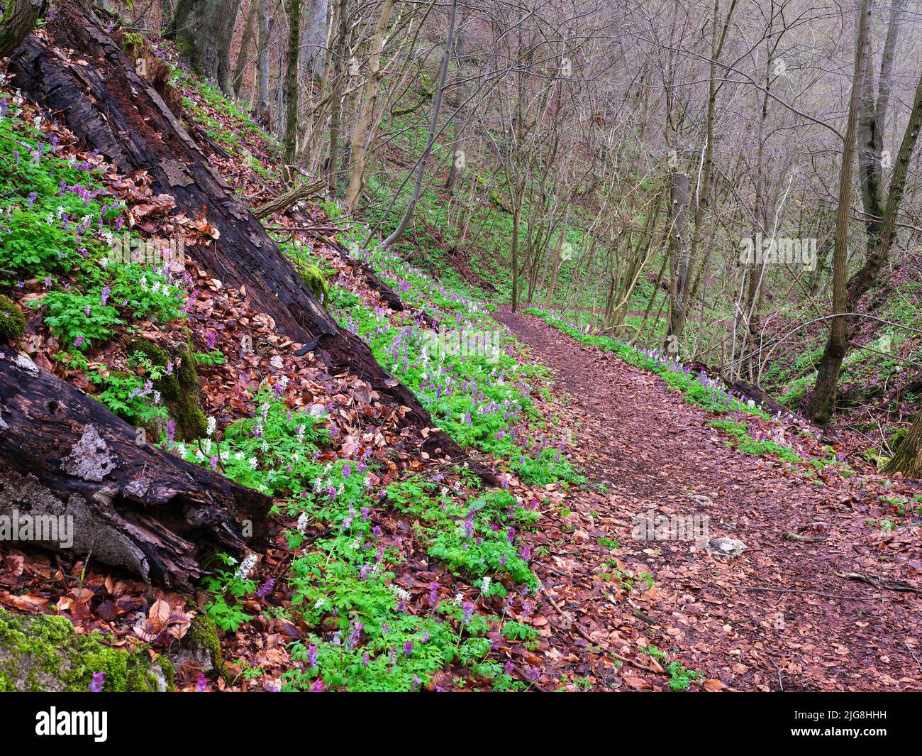 Europe, Germany, Hesse, Westerwald, Lahn-Dill-Bergland, Geopark ...