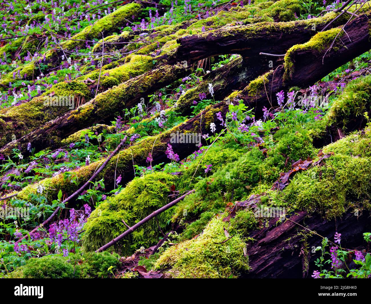 Europe, Germany, Hesse, Westerwald, Lahn-Dill-Bergland, Geopark ...