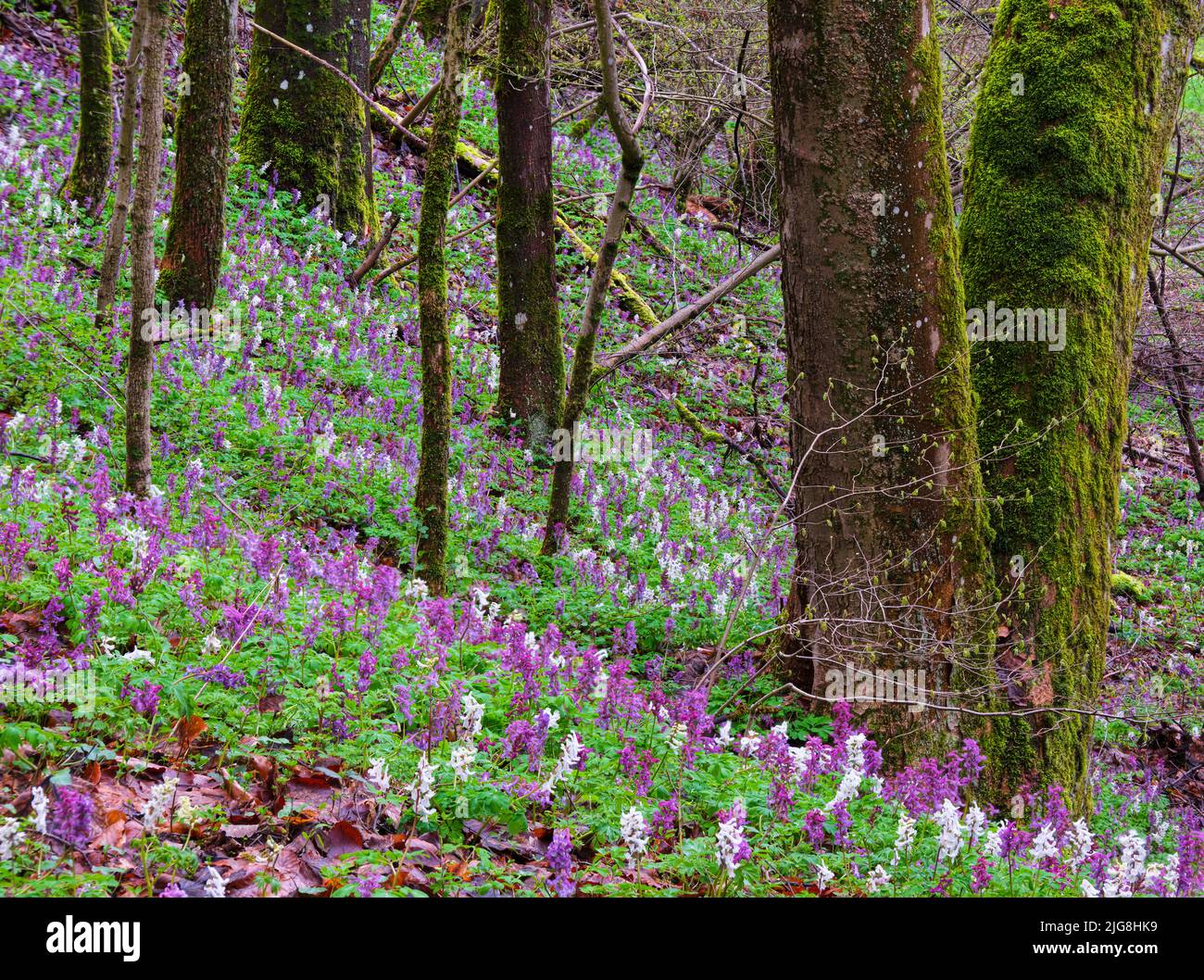 Europe, Germany, Hesse, Westerwald, Lahn-Dill-Bergland, Geopark ...
